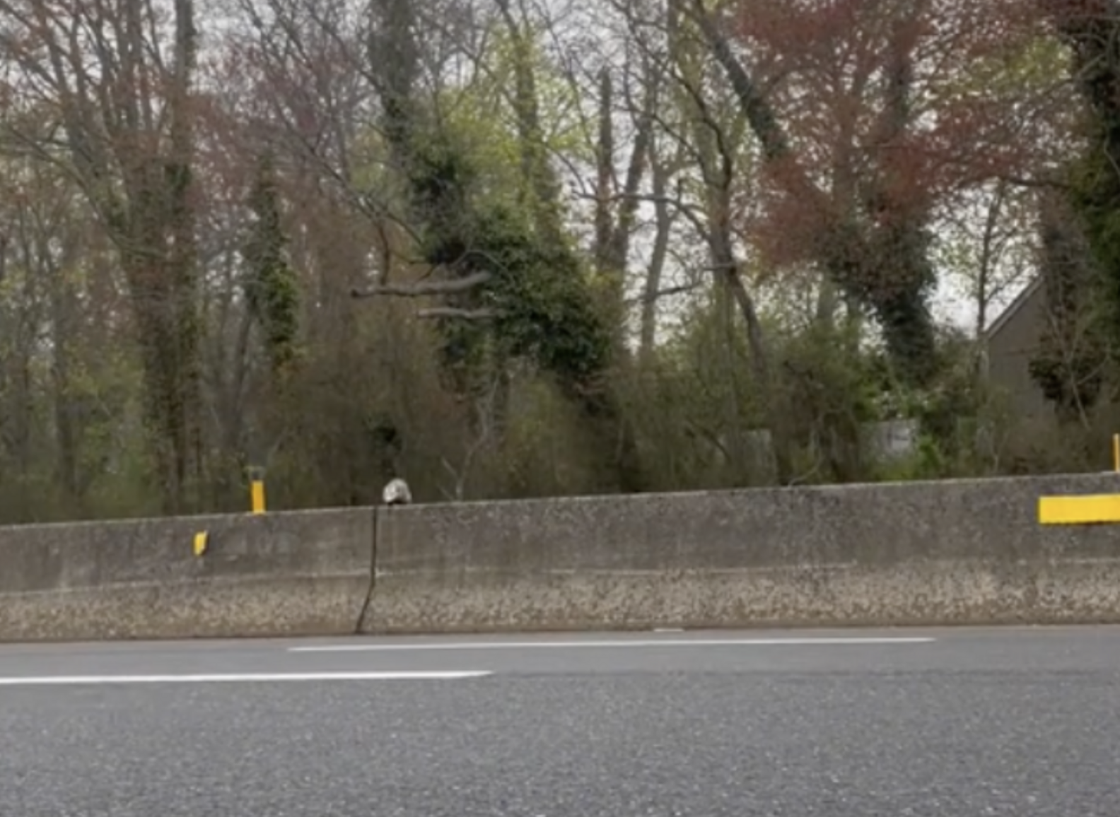 Woman Dashes Through Traffic To Grab Wild Animal Stranded In Highway ...