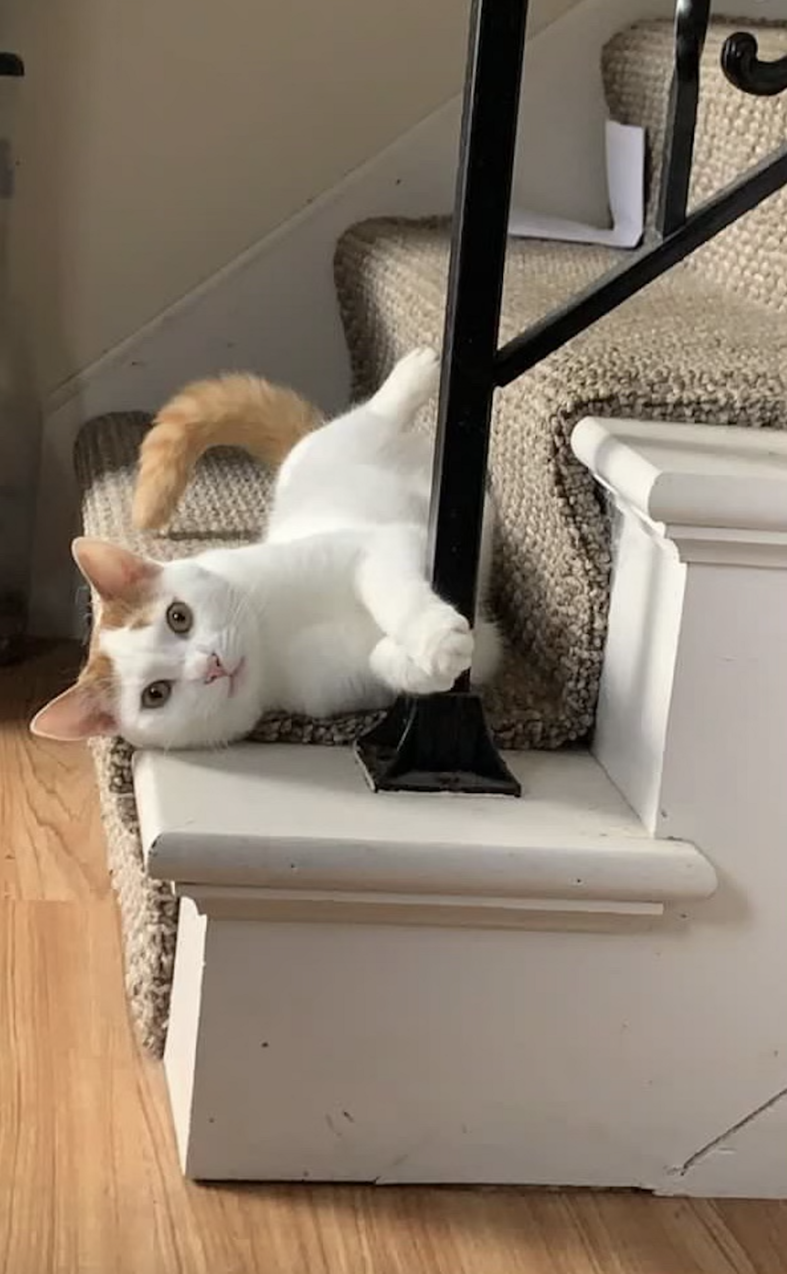 Attention-Seeking Cat Unleashes The Meow To End All Meows - The Dodo