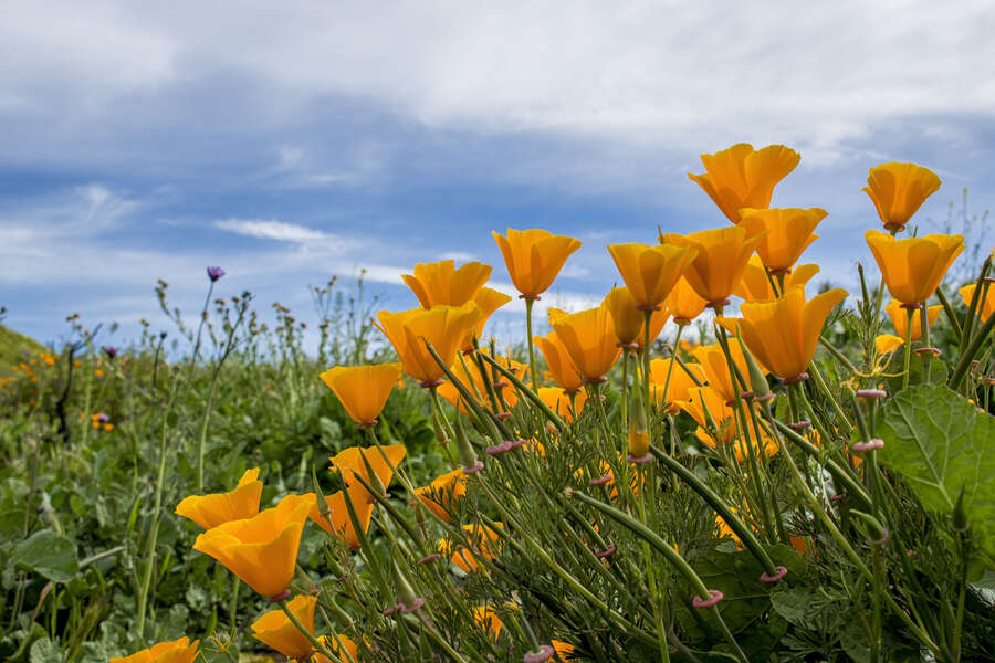How to Plant Native Wildflowers in California - Thrillist