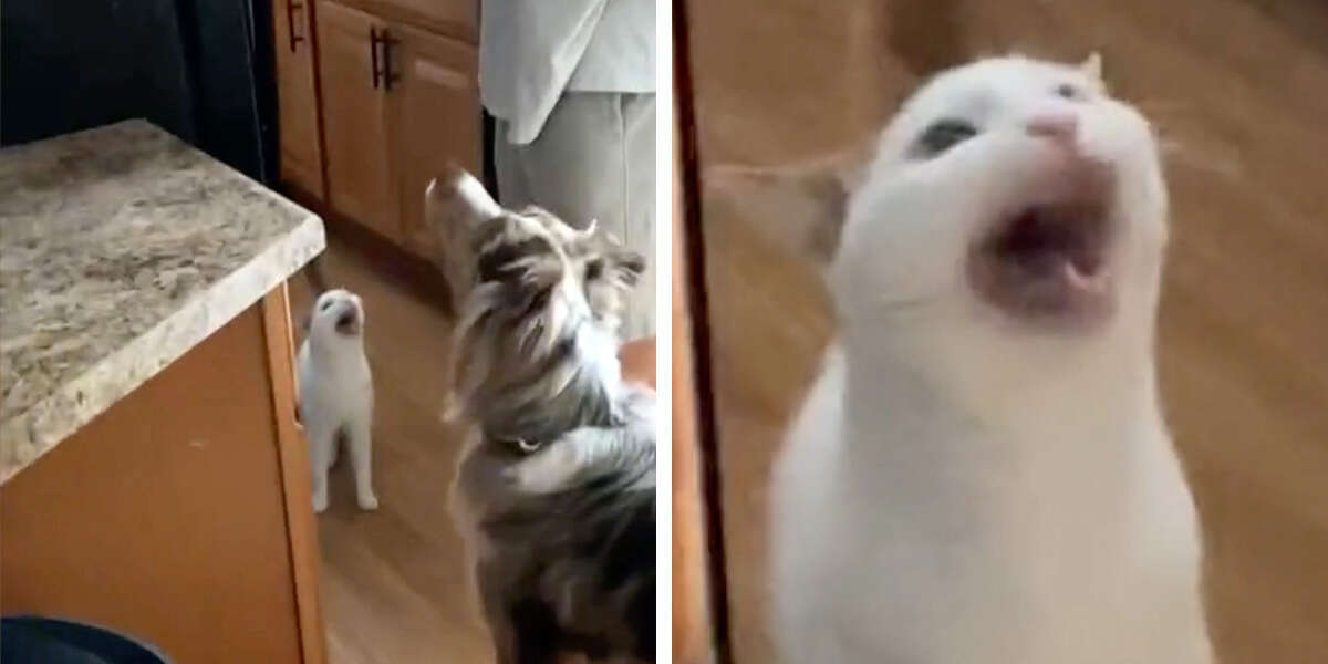 Attention-Seeking Cat Unleashes The Meow To End All Meows - The Dodo