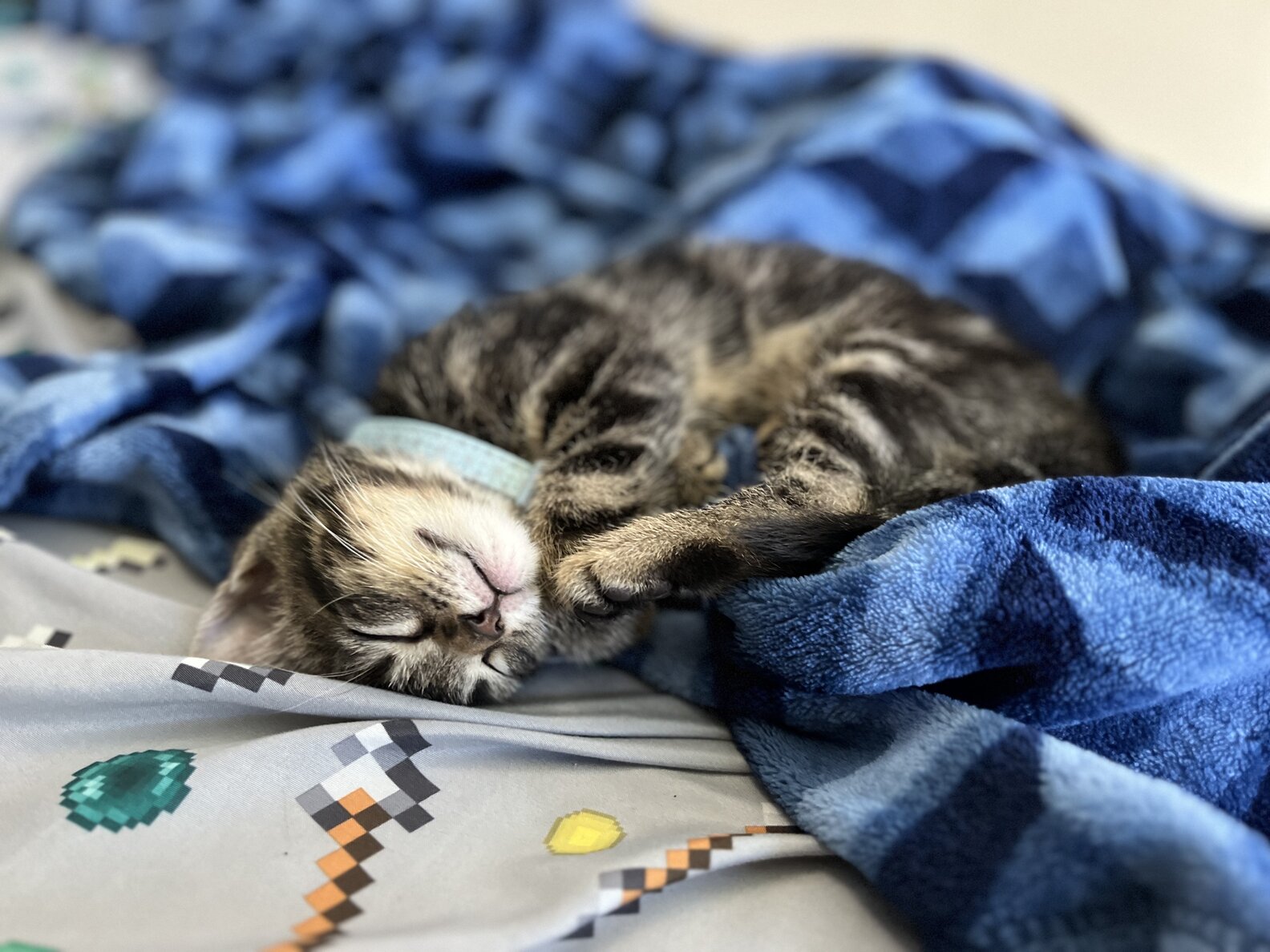 Amazon Driver Shows Up At Woman's Door With A Box Of Kittens - The Dodo