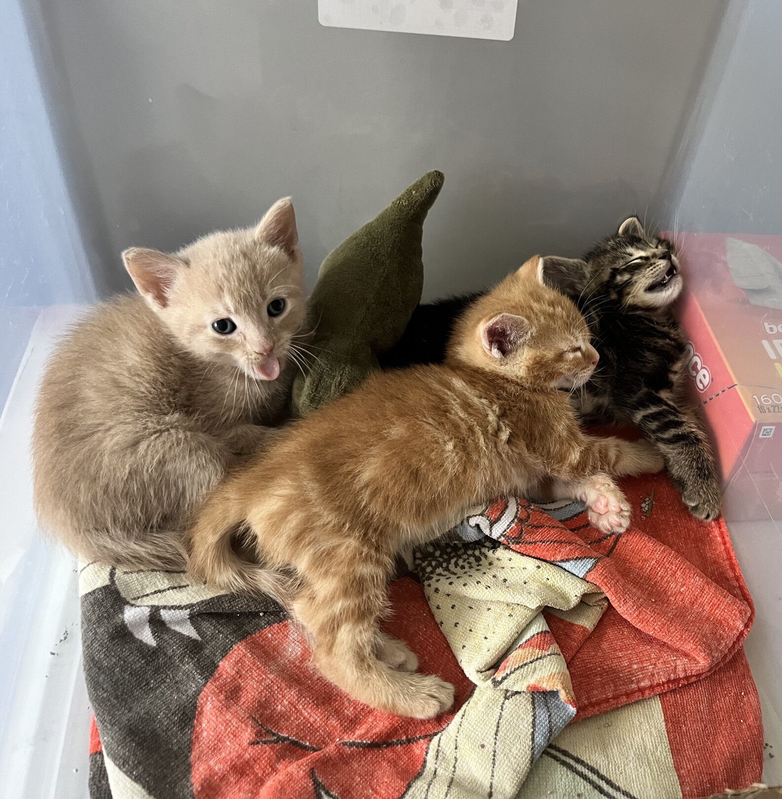 Amazon Driver Shows Up At Woman's Door With A Box Of Kittens - The Dodo