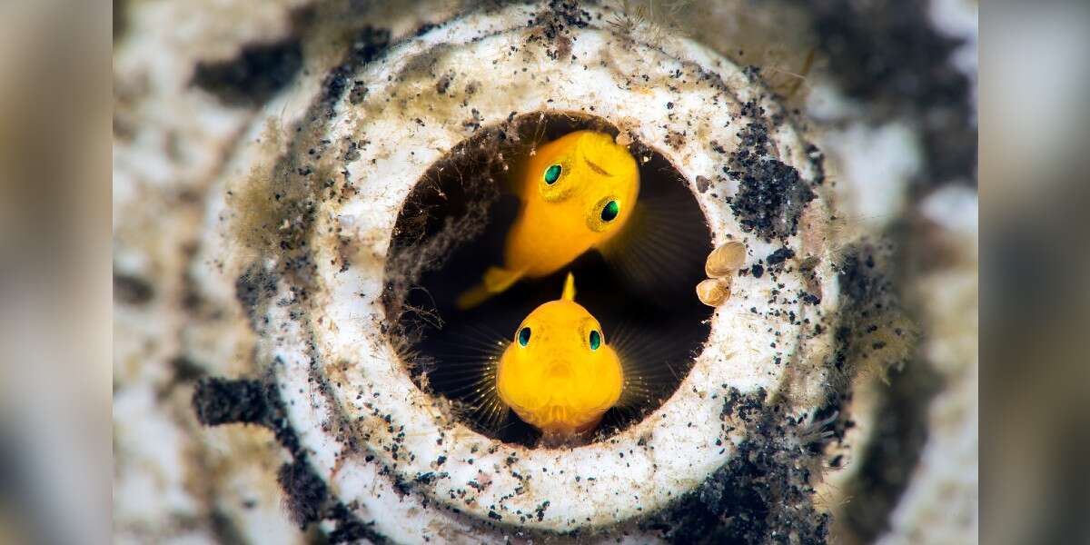 Tiny Fish Couple Make Home Out Of Human Trash - The Dodo