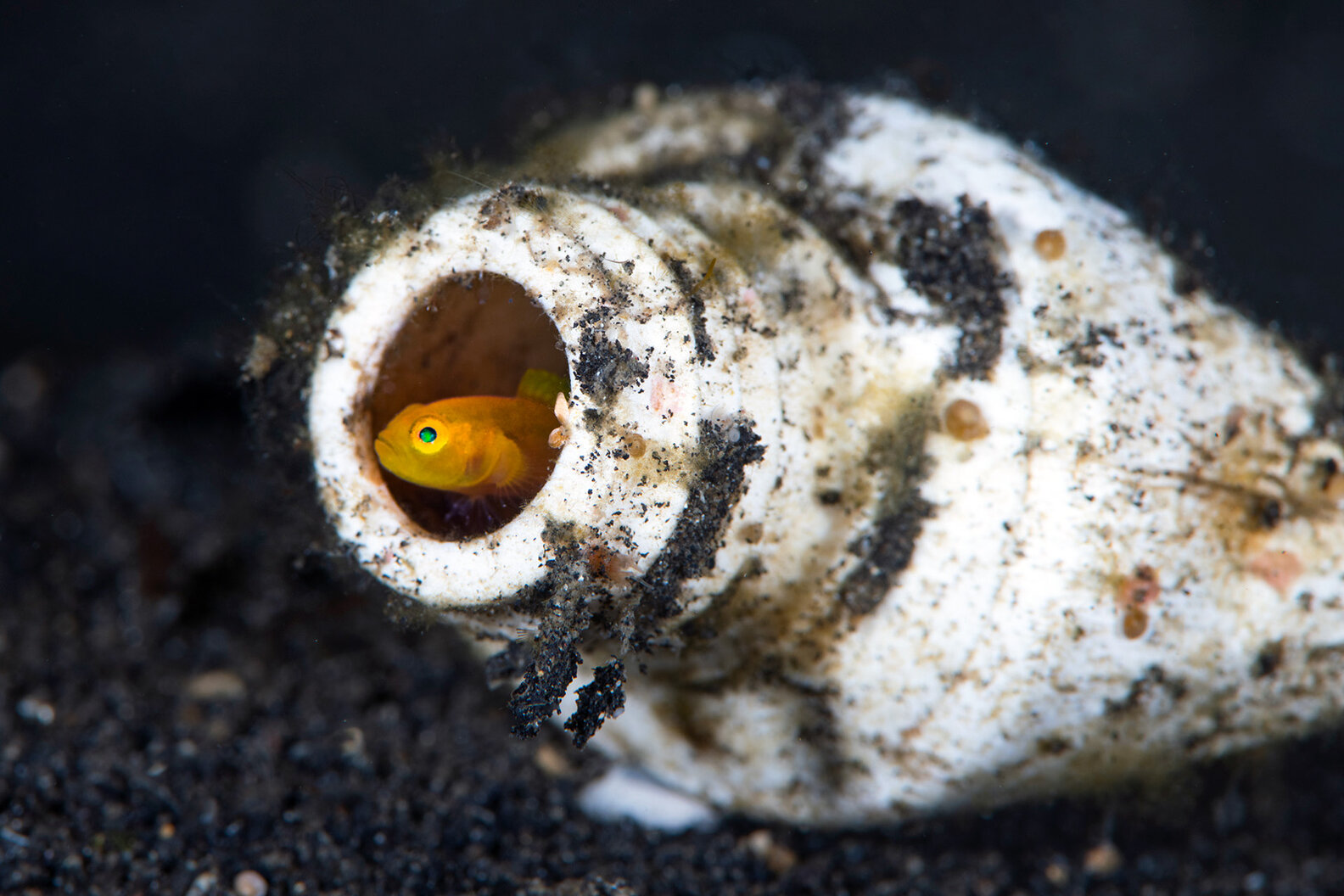 Tiny Fish Couple Make Home Out Of Human Trash - The Dodo