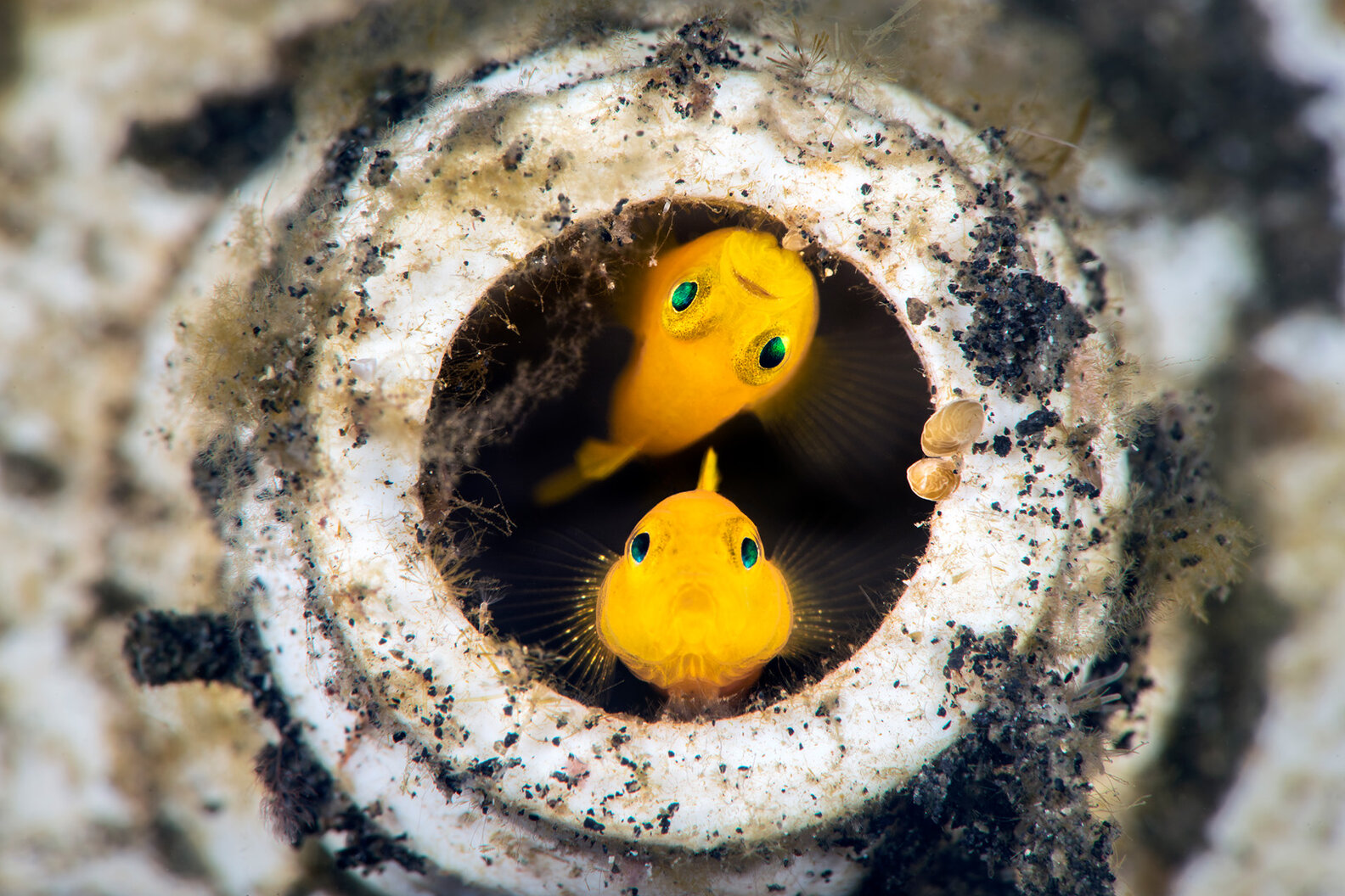 Tiny Fish Couple Make Home Out Of Human Trash - The Dodo