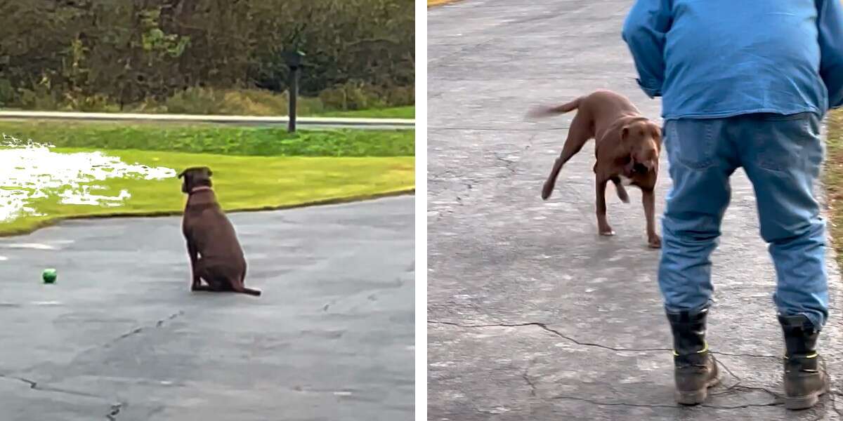 Devoted Dog Waits Outside Every Day For The Man Who Saved Her To Come ...
