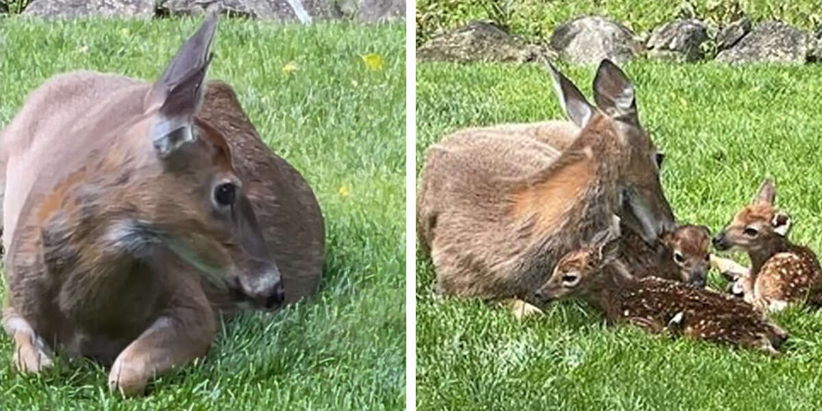 Man Witnesses Miracle As 1 Deer Walks Into His Yard — And 4 Walk Out ...