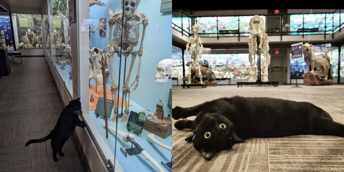 Museum Forms 'Kitty Committee' To Hire Very Important Staff Member ...