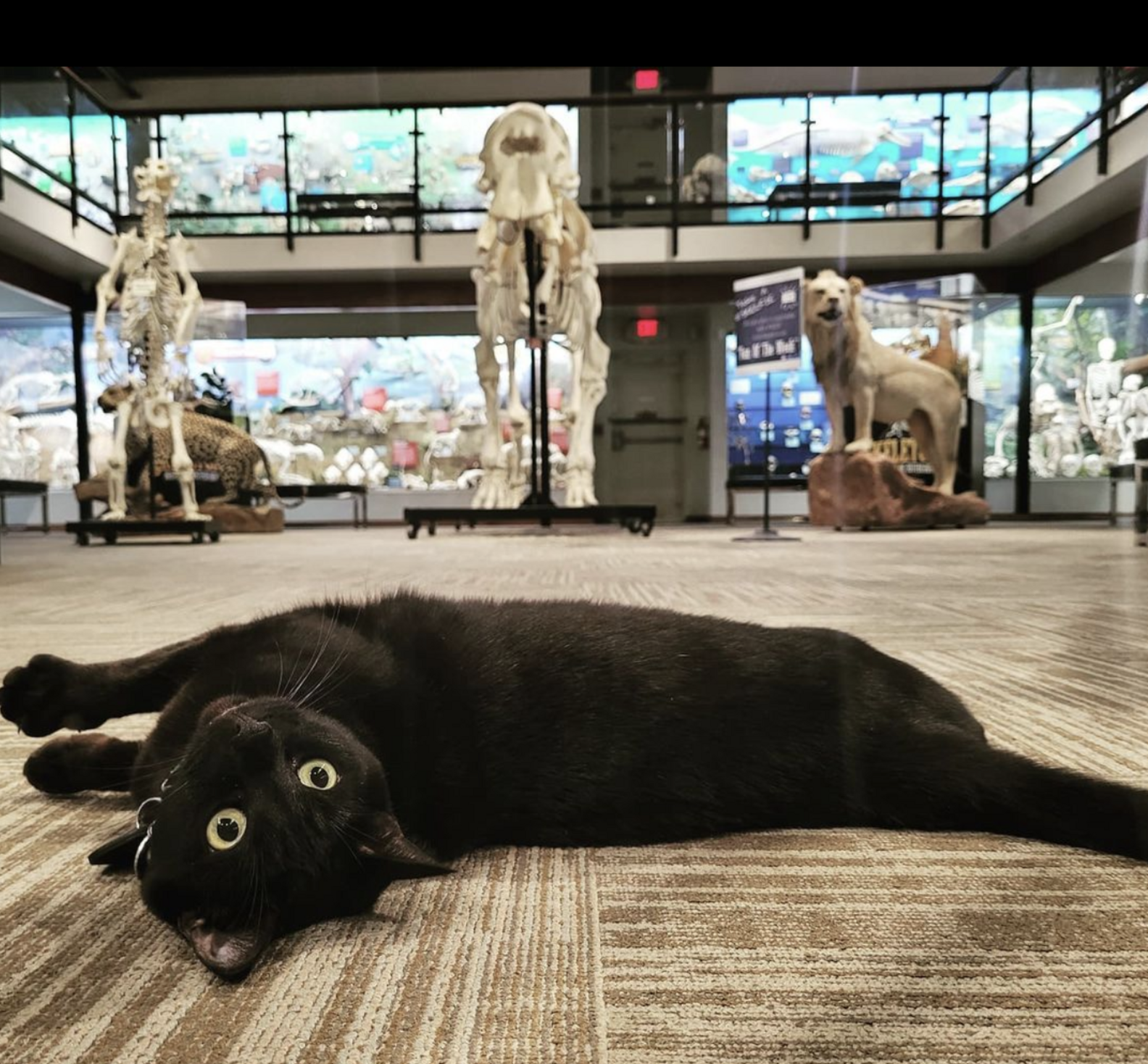 Museum Forms 'Kitty Committee' To Hire Very Important Staff Member ...
