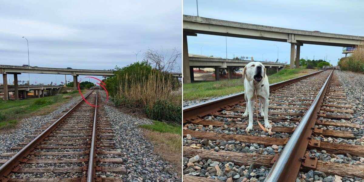 Good Samaritan Finds Dog Stuck To An Active Train Track And Rushes To ...