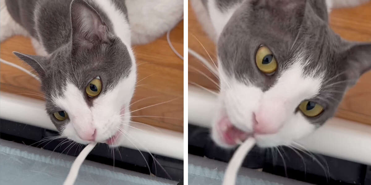 Cat Always Threatens Mom With Property Damage Until She Gets Her Way ...