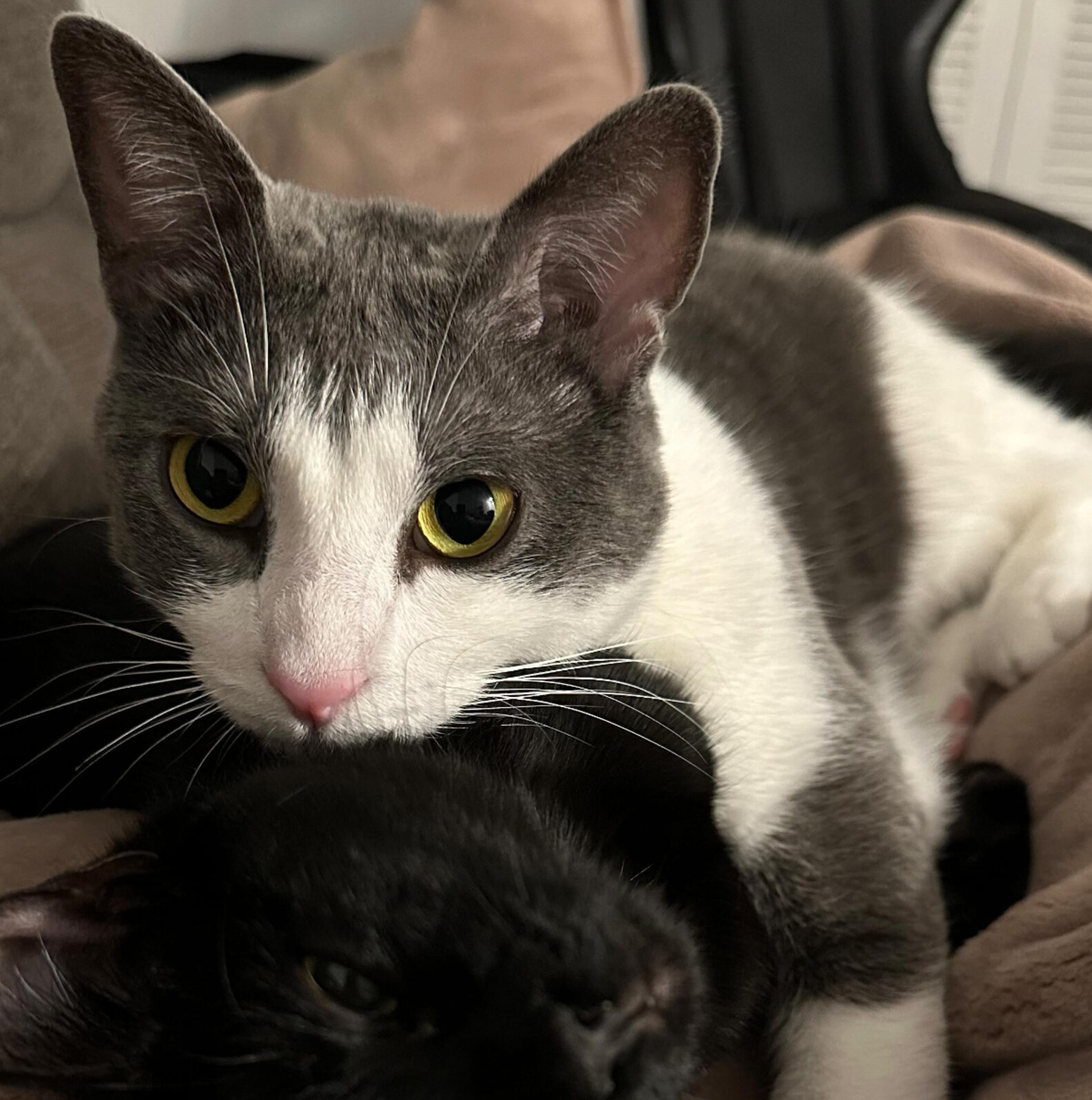 Cat Always Threatens Mom With Property Damage Until She Gets Her Way ...