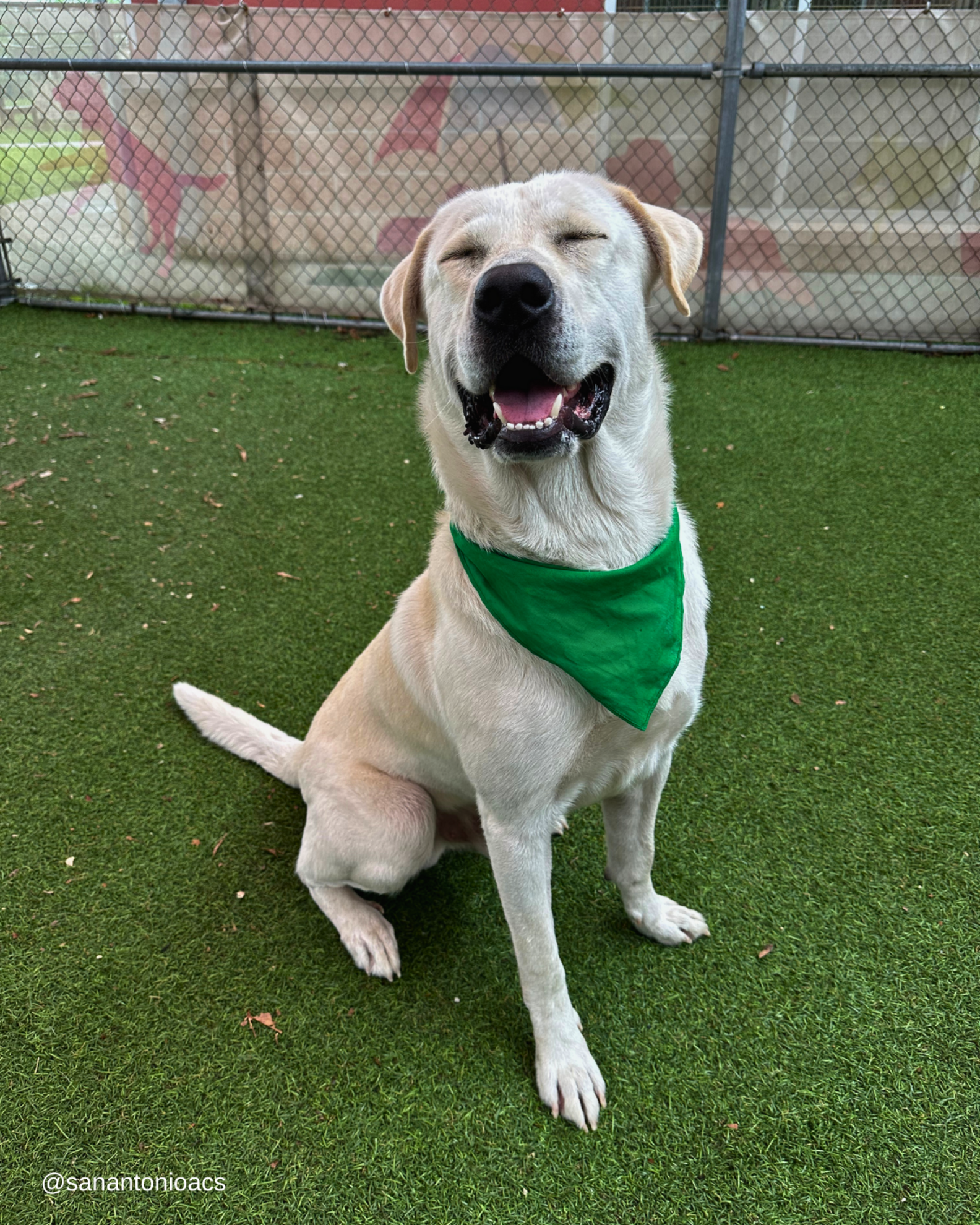 Good Samaritan Finds Dog Stuck To An Active Train Track And Rushes To ...