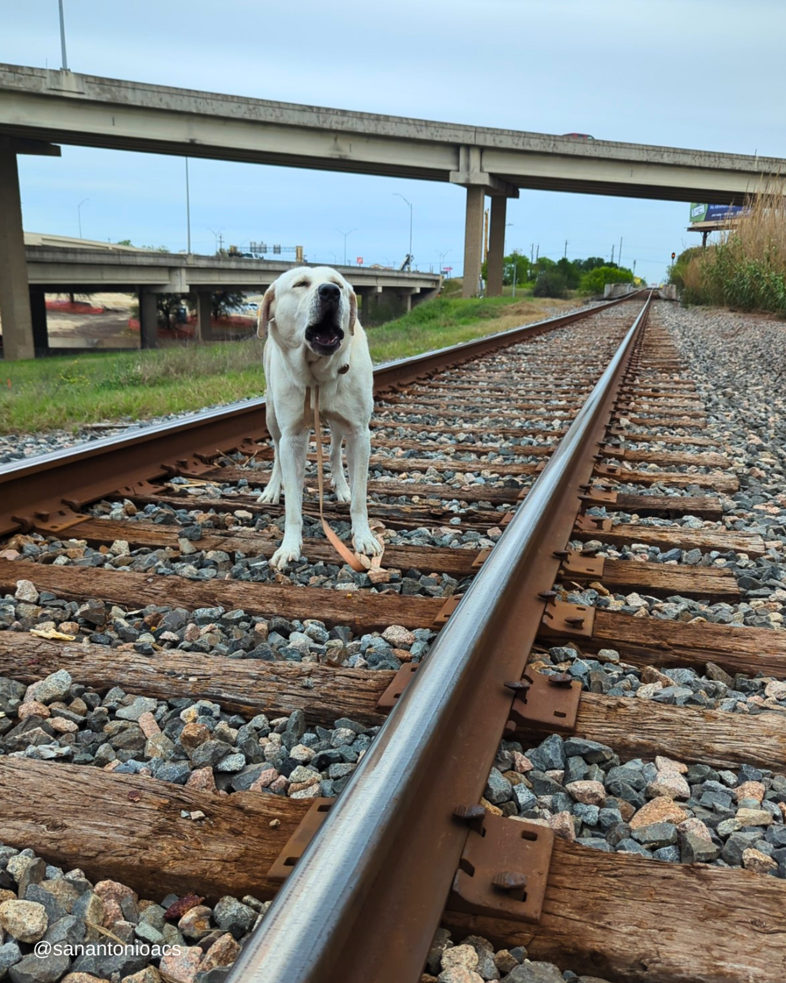 Good Samaritan Finds Dog Stuck To An Active Train Track And Rushes To ...