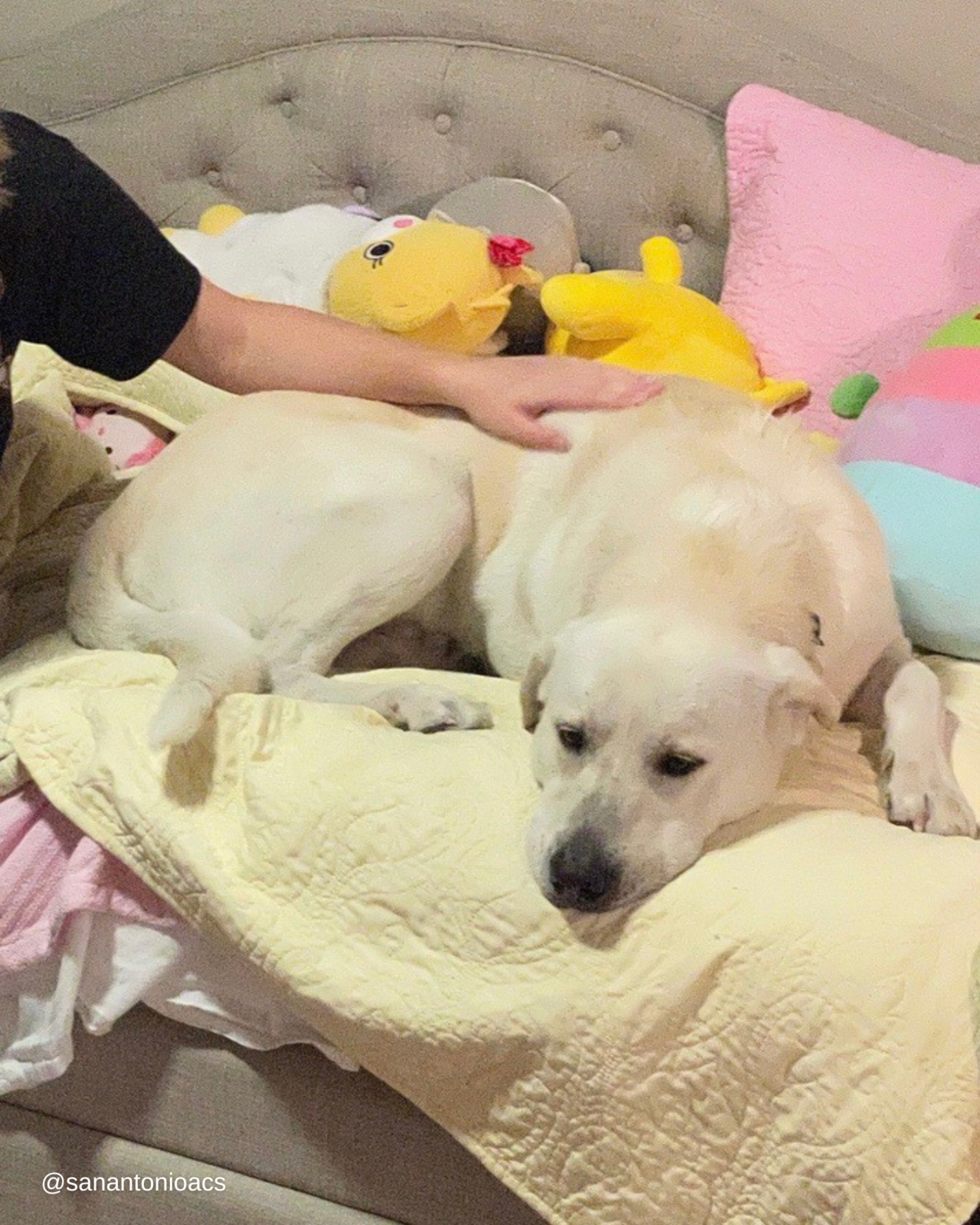 Good Samaritan Finds Dog Stuck To An Active Train Track And Rushes To ...