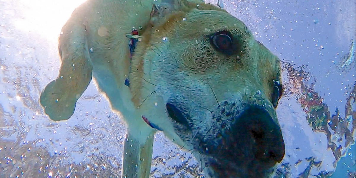 Dog Dives To The Bottom Of The Pool For His Favorite Brick - Videos ...