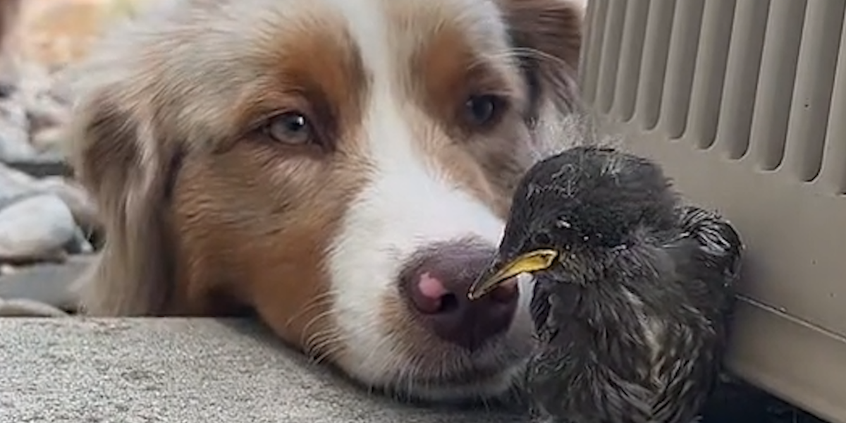 Wild Bird Visits The Woman That Rescued Her Every Single Morning ...