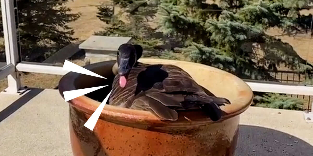 Goose Completely Take Over Man's Deck - Videos - The Dodo