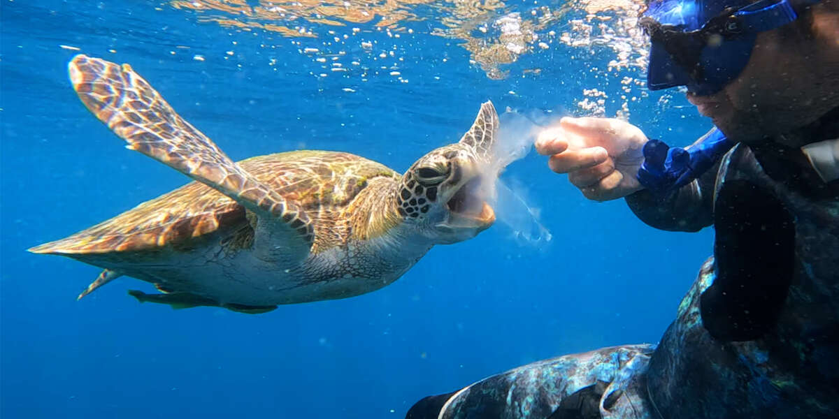 Sea Turtle Shares His Jellyfish With A Diver - Videos - The Dodo