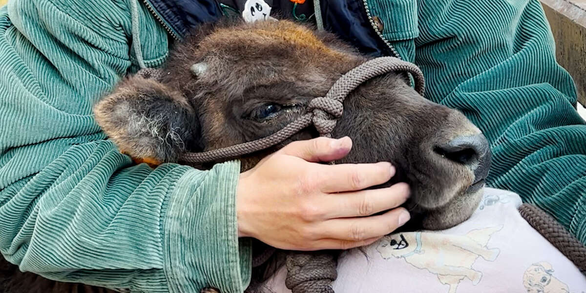 Baby Bison Follows Her Rescuer Everywhere - Videos - The Dodo