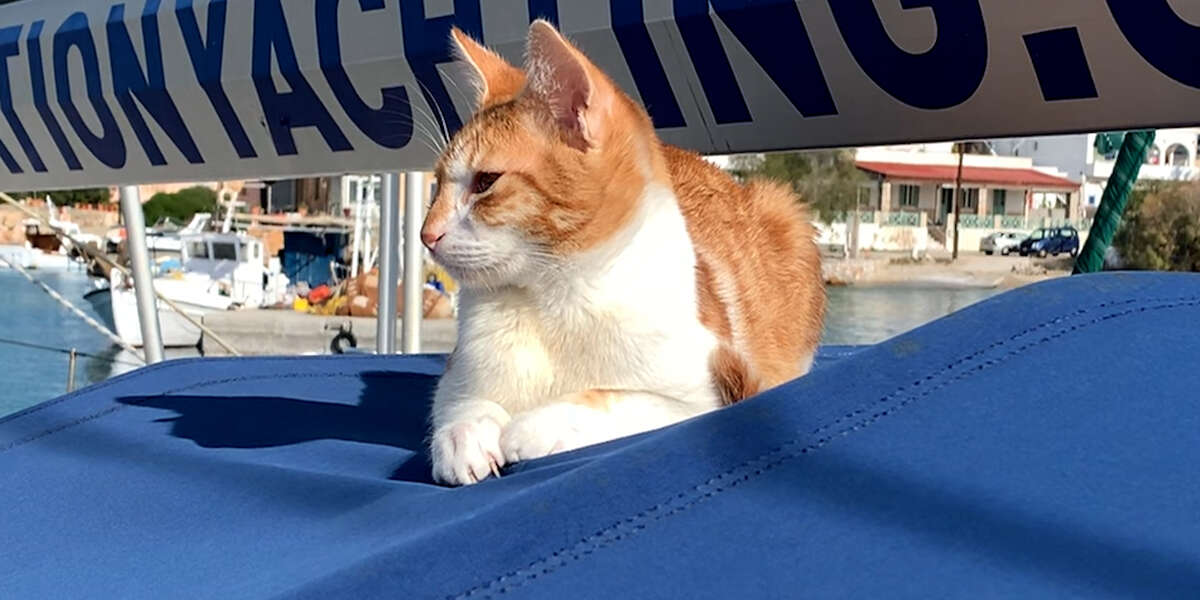 Kitten Shows Up On Couple's Boat And Stays Forever - Videos - The Dodo