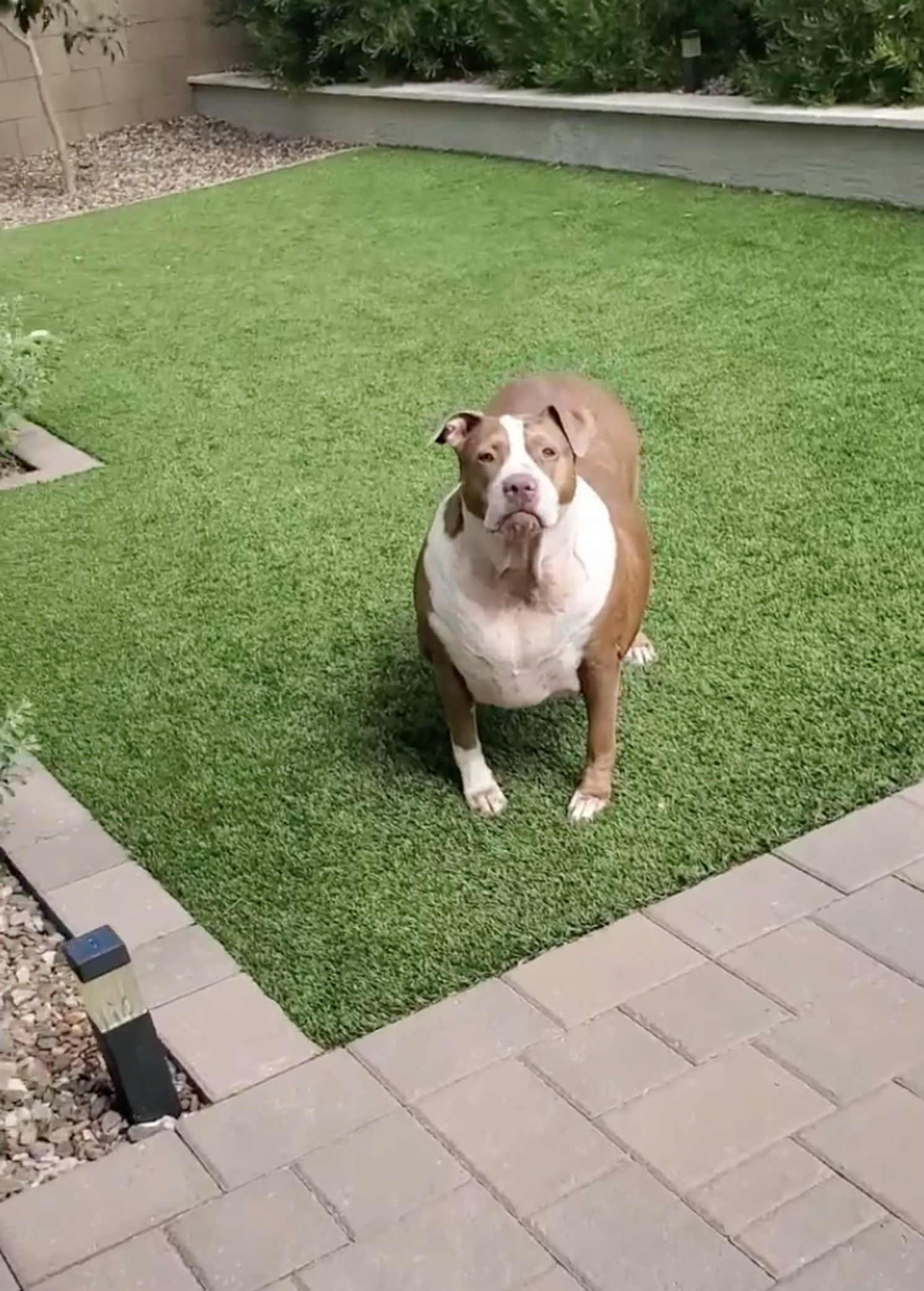 120-Pound Shelter Dog Makes Most Incredible Transformation - The Dodo