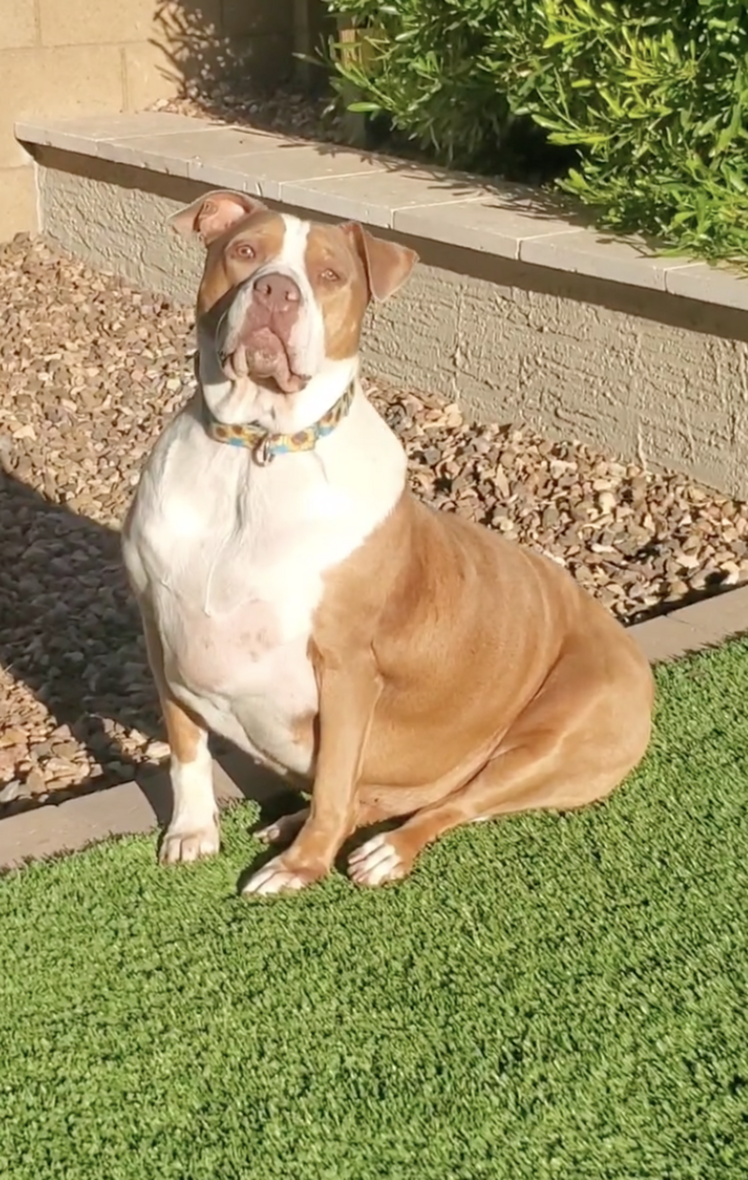 120-Pound Shelter Dog Makes Most Incredible Transformation - The Dodo