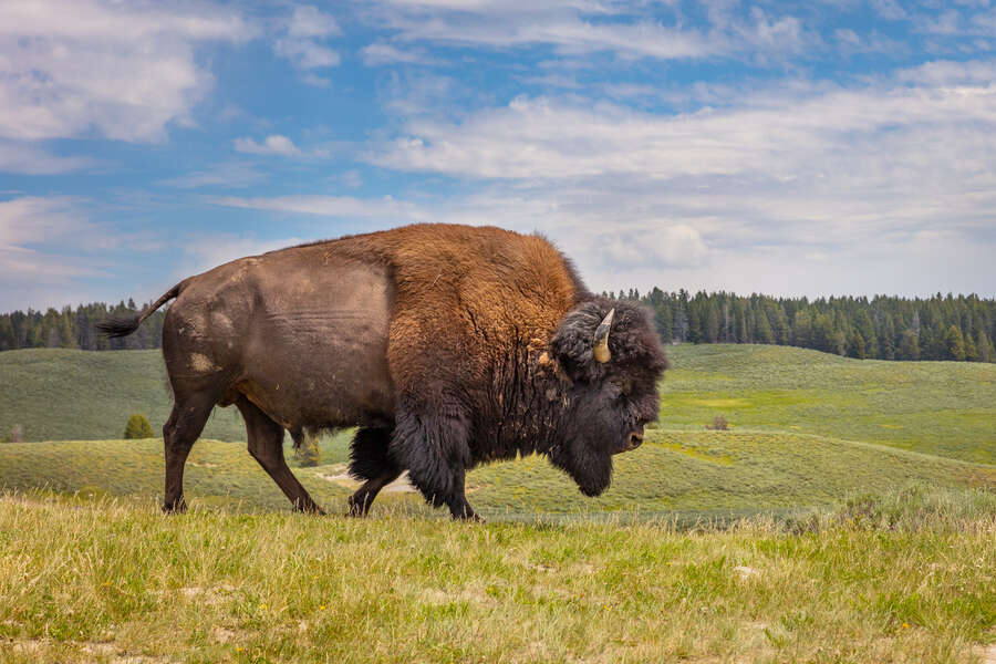 You Are Not Allowed to Touch the Bison at Yellowstone National Park ...
