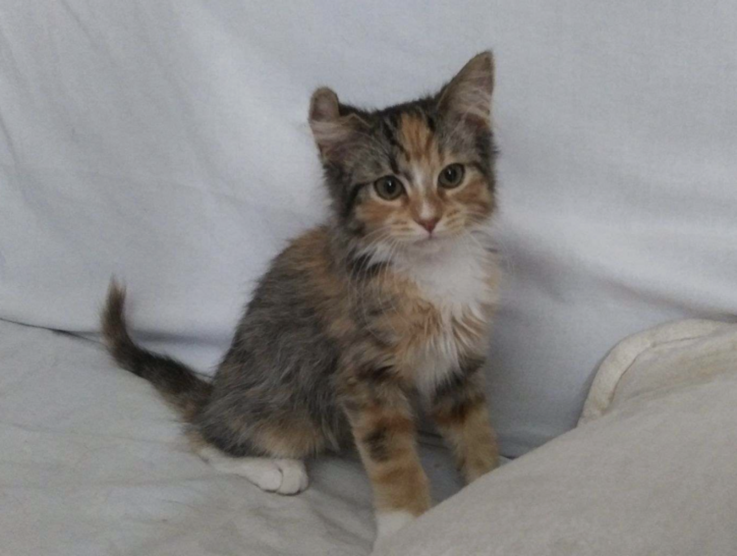 Woman Rescues Kitten — Then Realizes She's Stumbled On Someone ...
