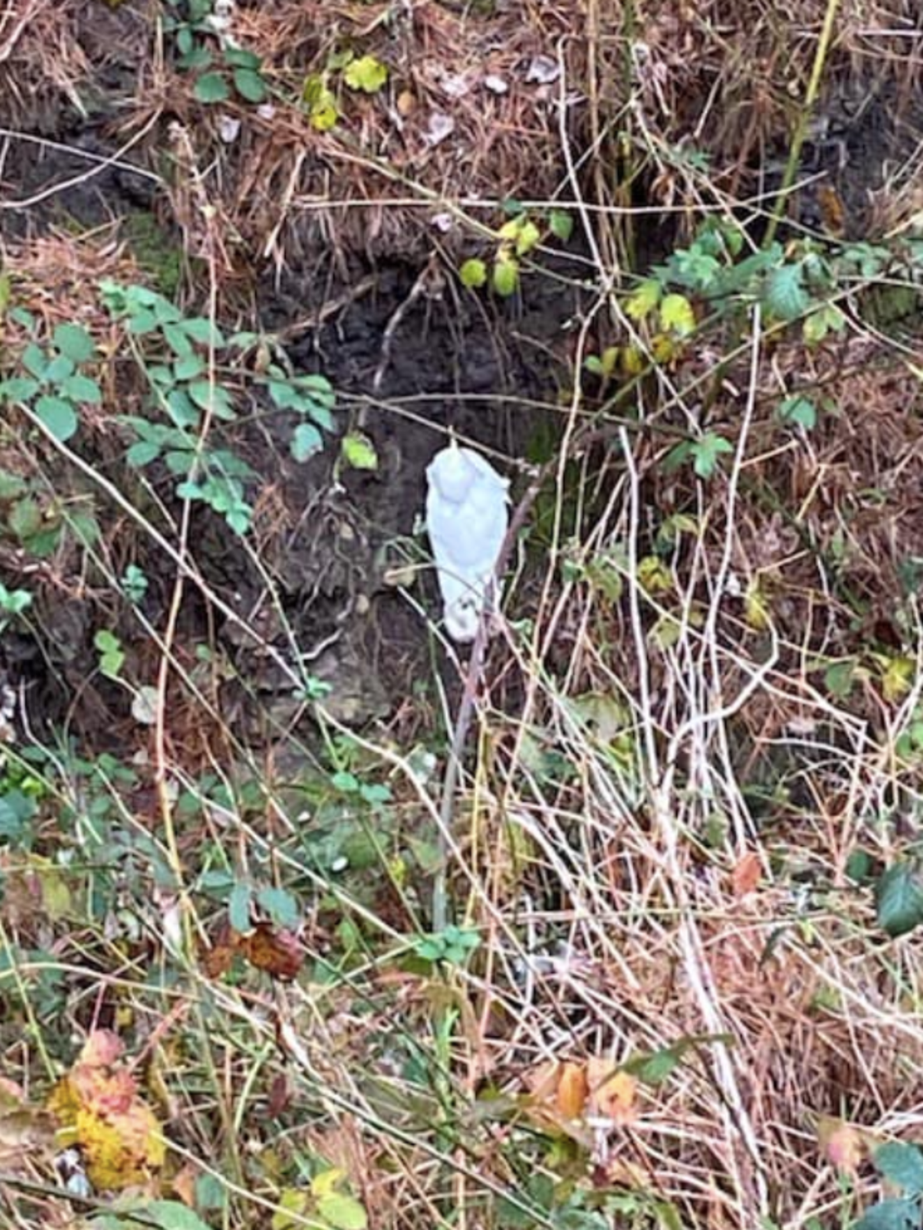 Kids Walking Home Notice White Blob In Woods And End Up Saving A Life ...