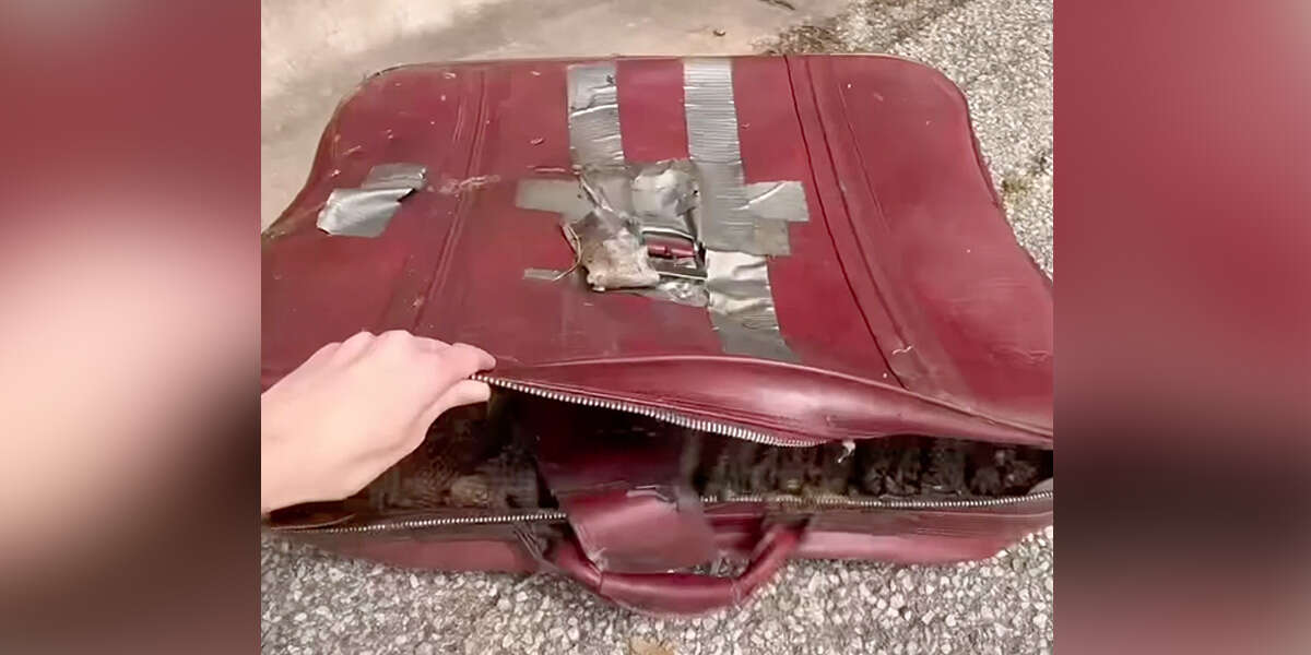 Woman Peeks Inside Tattered, Old Suitcase And Makes A Shocking ...