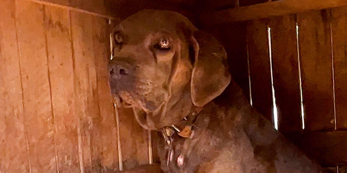 This Dog Was Chained Up Outside For 7 Years - Videos - The Dodo