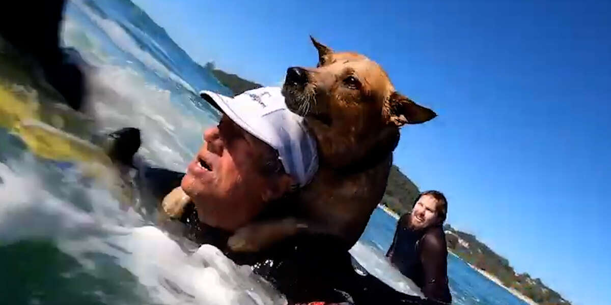 Drowning Dog Saved With Hydrofoil - Videos - The Dodo