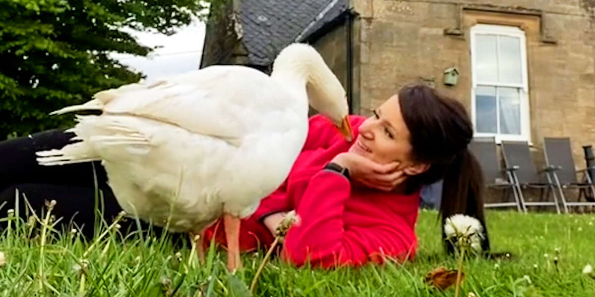 Goose Thinks Woman Is His Wife - Videos - The Dodo