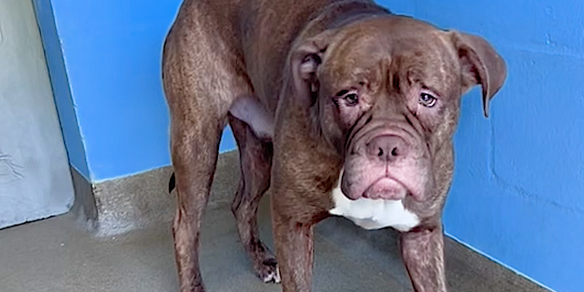 Watch This Sad-Faced Shelter Dog Start Smiling Nonstop - Videos - The Dodo