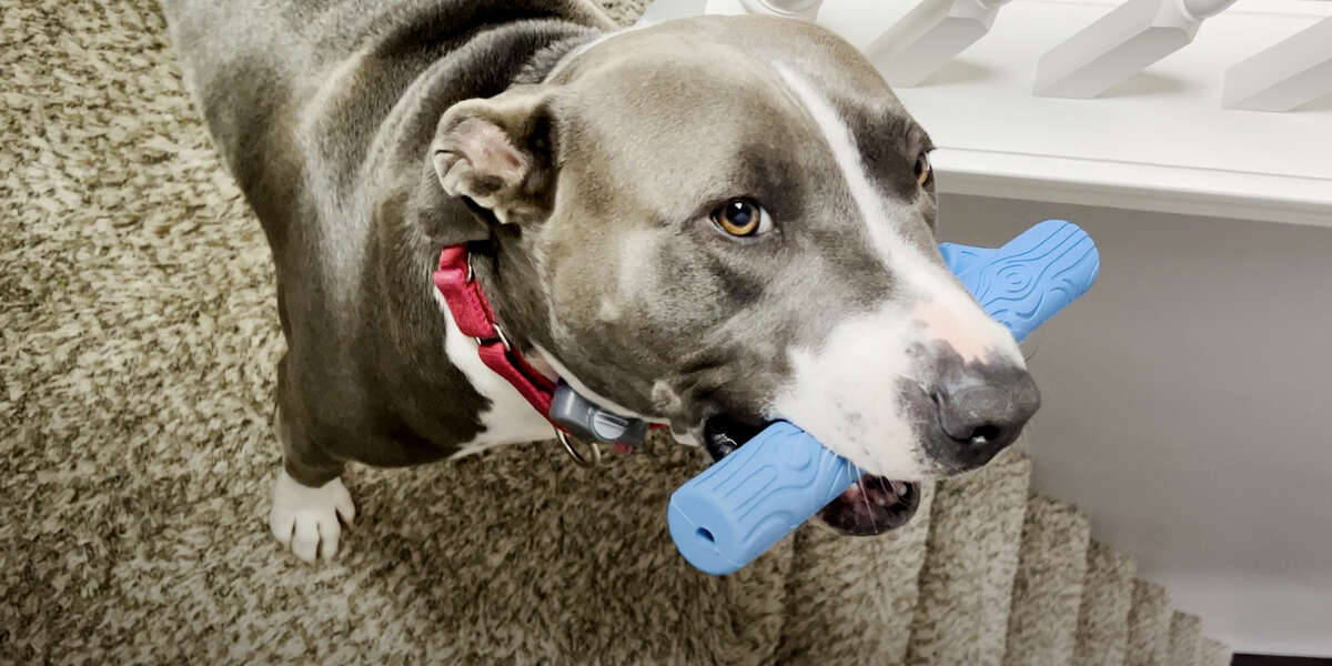 Adorable Pittie Just Wants To Be Noticed - Videos - The Dodo
