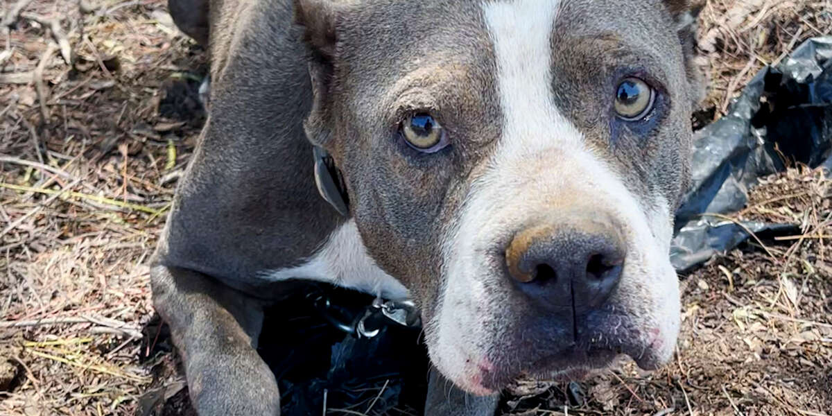 Abandoned Pittie Goes Glamping With Her New Family - Videos - The Dodo