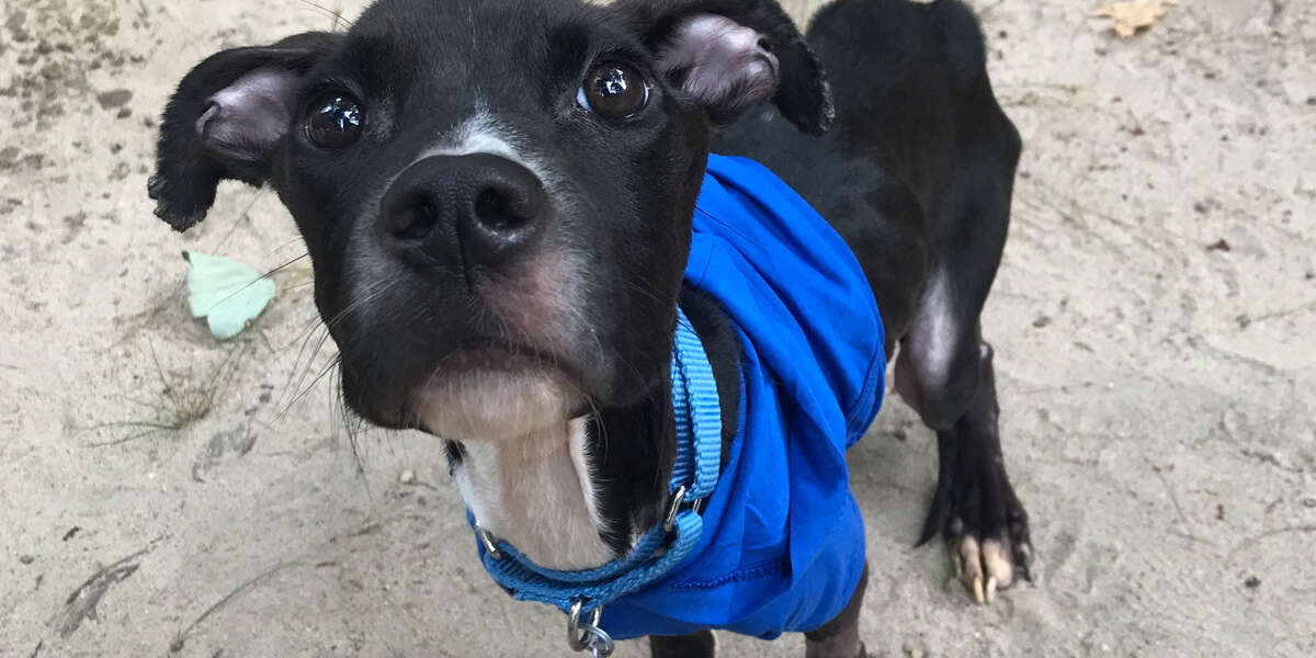 14lb Pittie Who Can Barely Walk Learns How To Do Zoomies From His ...