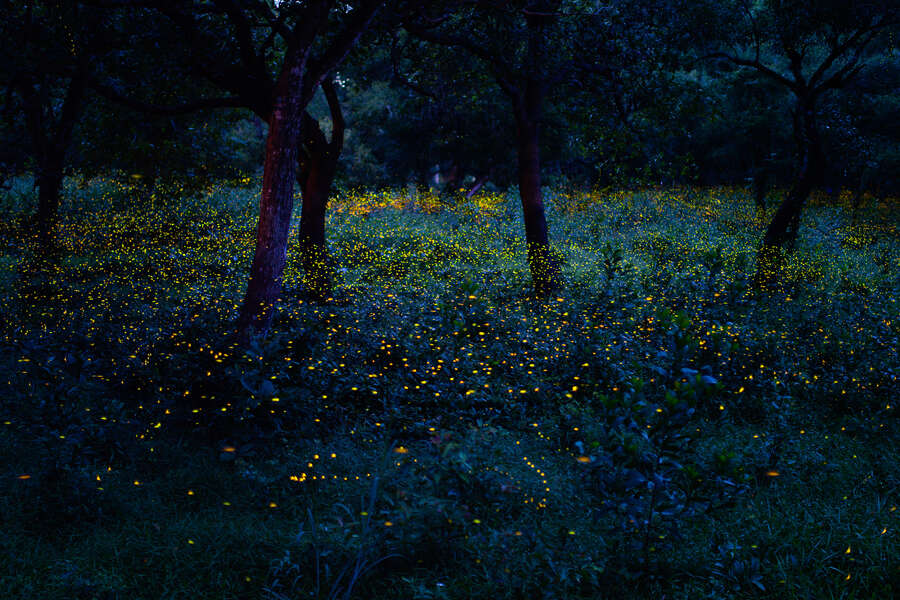 Where to See Fireflies Around the World - Thrillist