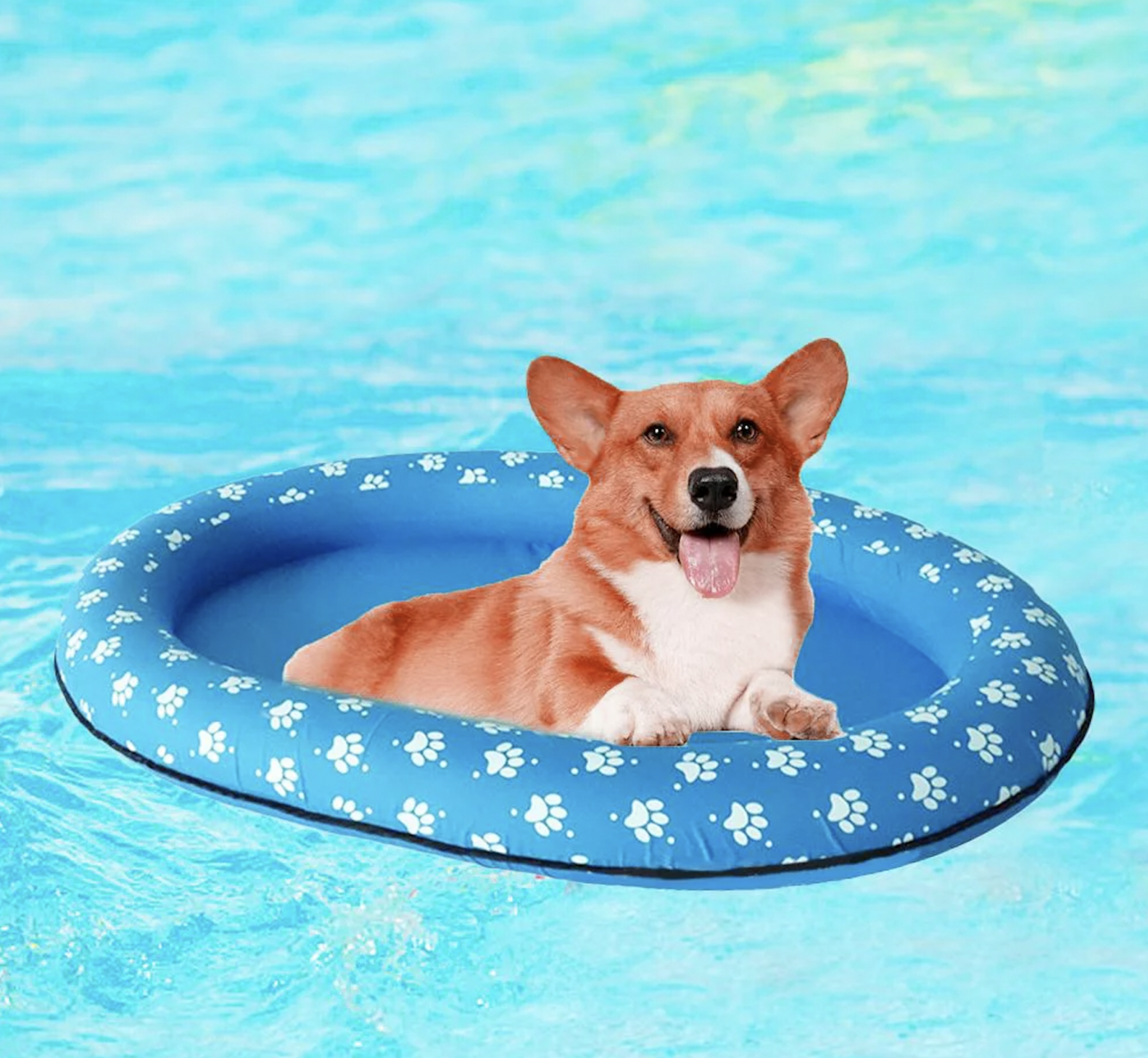 What Every Dog Needs At A Pool Party - DodoWell - The Dodo