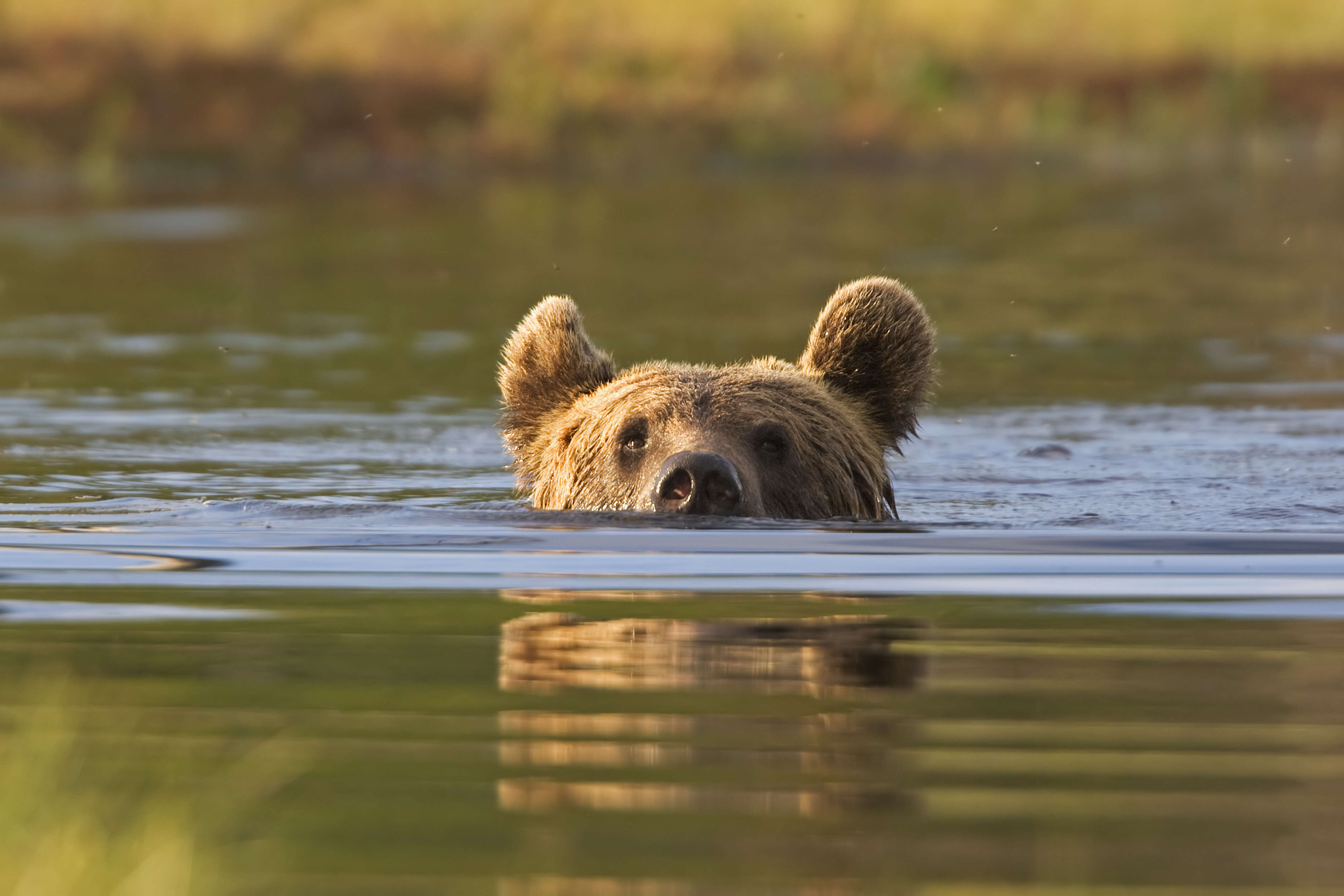 Bear Swims In Florida Beach Clearance | emergencydentistry.com