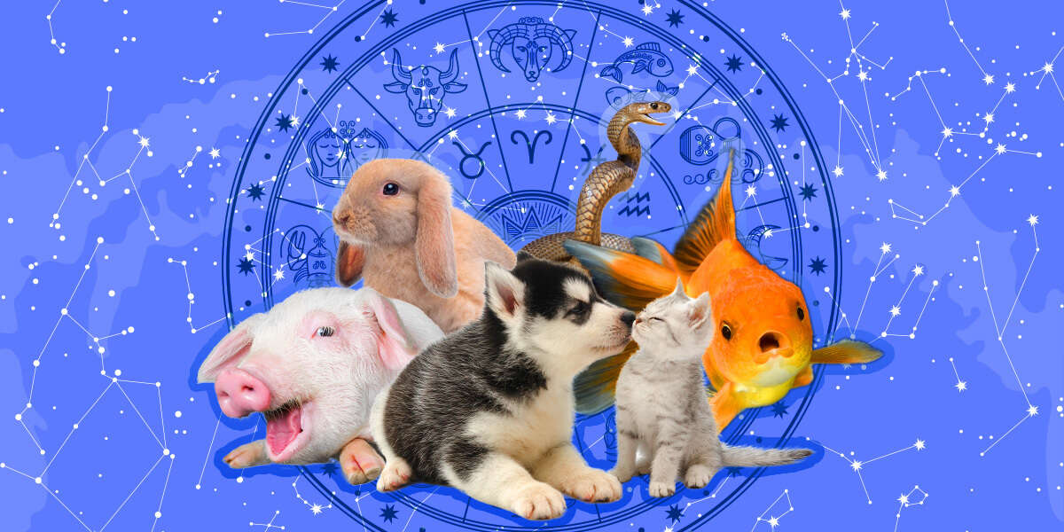 This Is The Best Pet For You Based On Your Star Sign - The Dodo