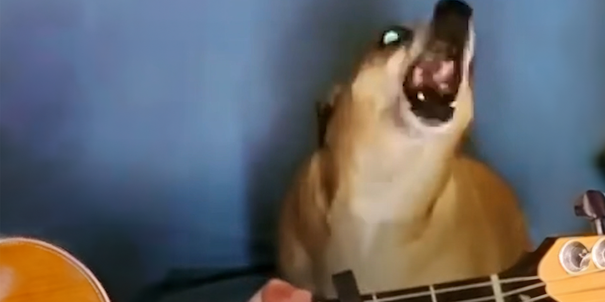 Animals Who Really Love Music - Videos - The Dodo