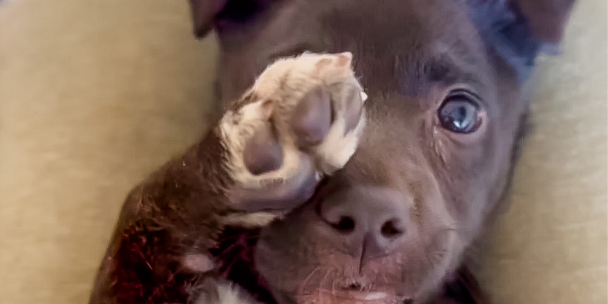Puppy Who Couldn't Walk Can't Stop Prancing - Videos - The Dodo