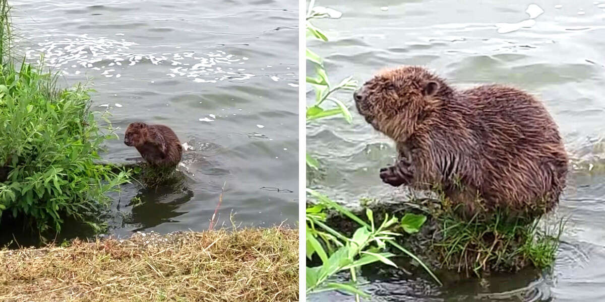 Guy Can't Help But Stop And Stare At Beaver Having A Bath Like A Human ...