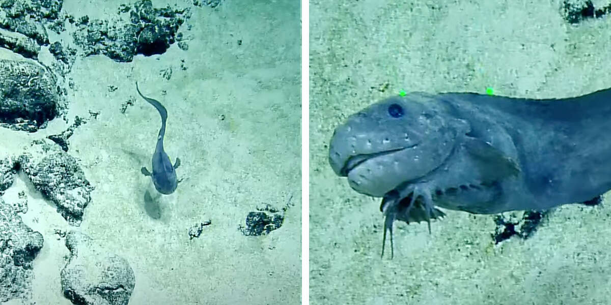 Deep-Sea Explorers Can’t Stop Gushing Over This Puppy-Like Find - The Dodo