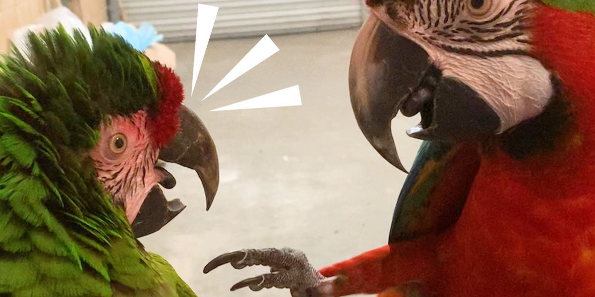 Socially Awkward Bird Acts Just Like A Person - Videos - The Dodo