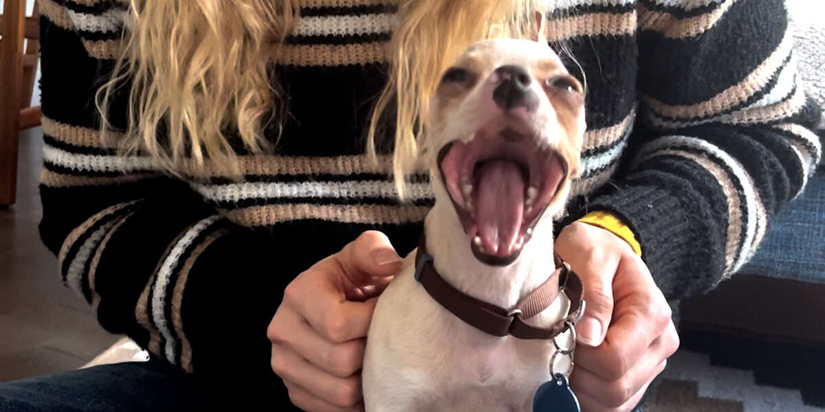 Meet The World's Smallest Pit Bull - Videos - The Dodo