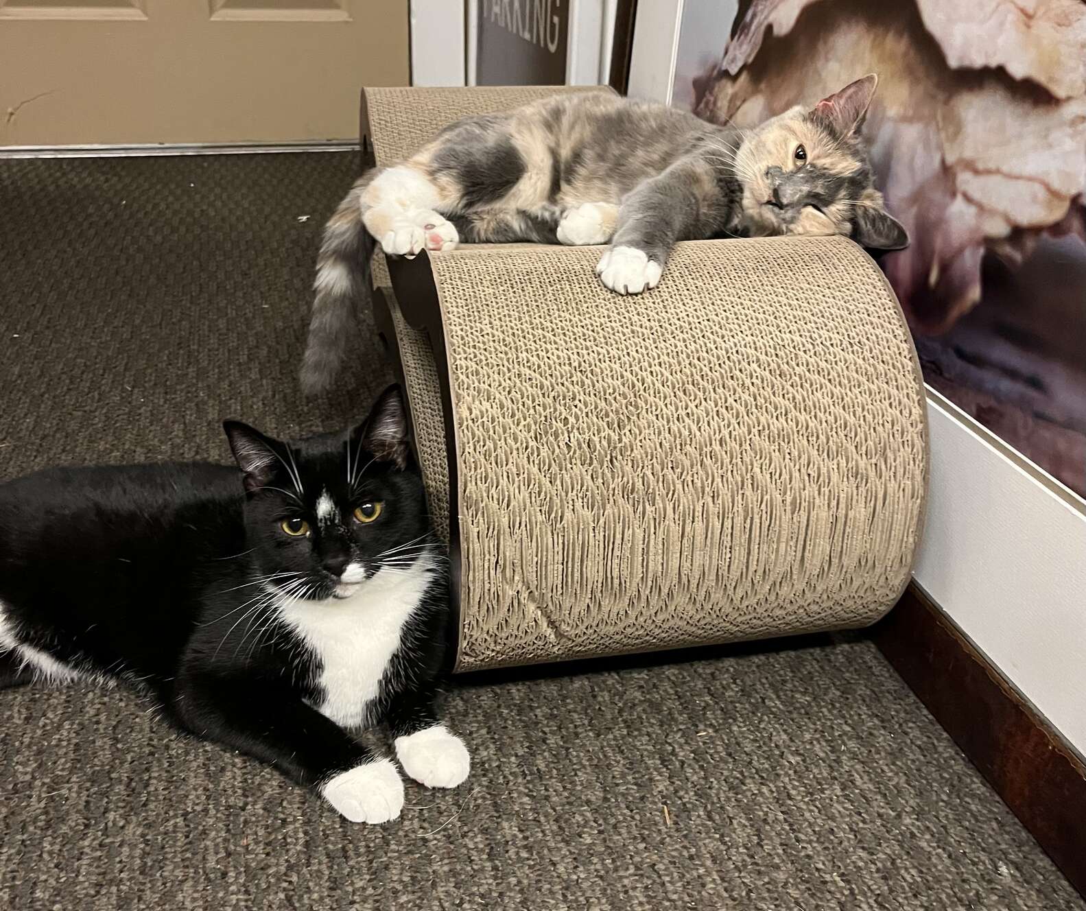 Best Hotel Pets: Dogs & Cats in Residence at Hotels - Thrillist