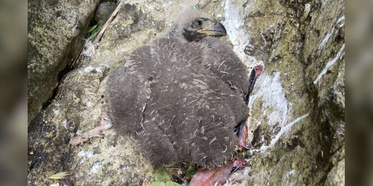 Rescuers Stunned By Eagle Parents' Devotion To Baby Who Fell From Nest ...